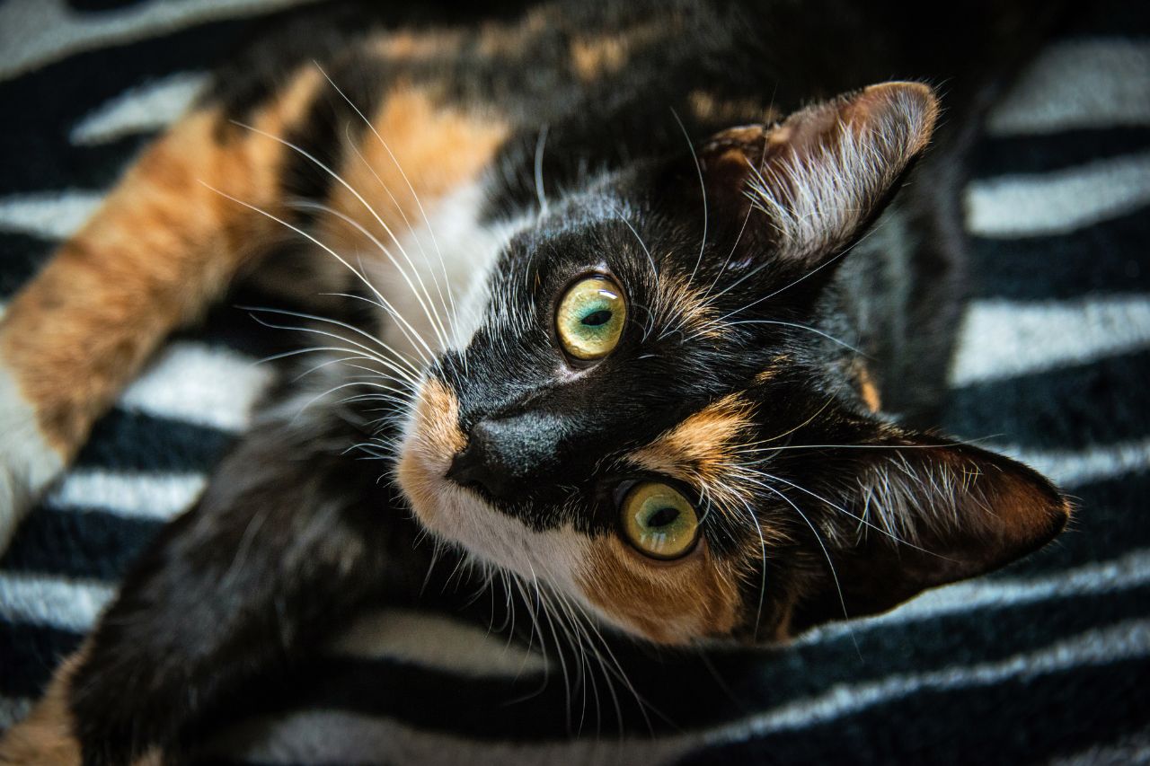 三毛猫のオスが産まれる確率は？三毛猫の種類や性格、三毛猫グッズもご紹介！ - 彩🐾猫の参考書